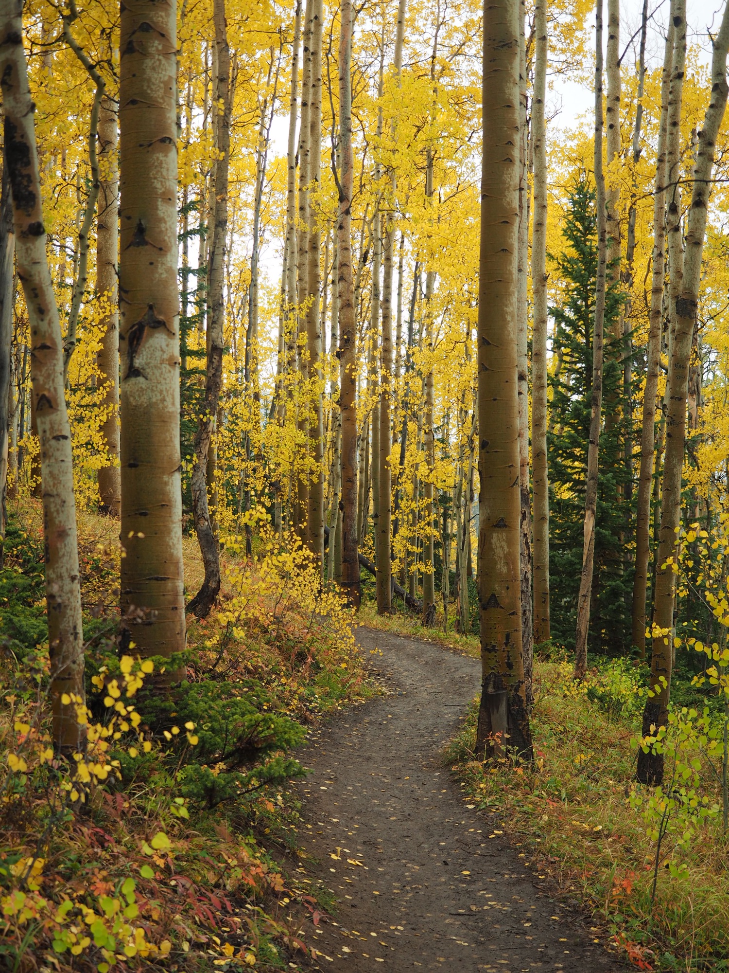 Colorado fall 2025 – jessicasabo.com